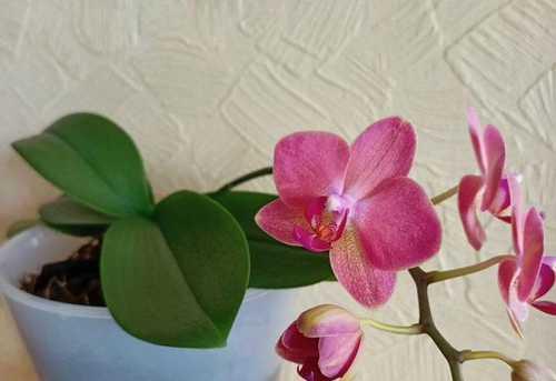 Орхидея фаленопсис Монза, сокращаю коллекцию