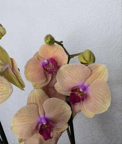 Орхидея фаленопсис Carribean Dream