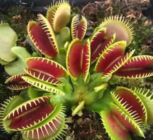 Венерина Мухоловка семена (venus flytrap)