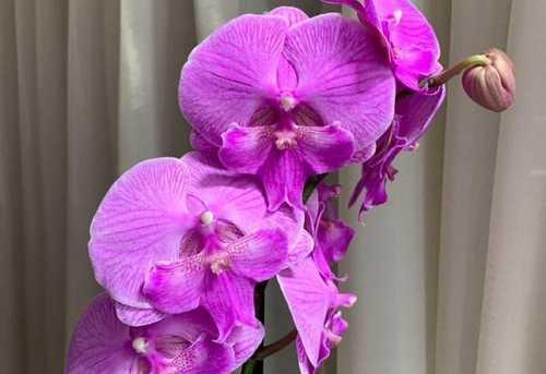 Орхидея фаленопсис разные, пафиопедилум