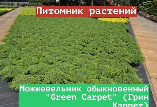 Саженцы Можжевельник обыкновенный Green Carpet (Г