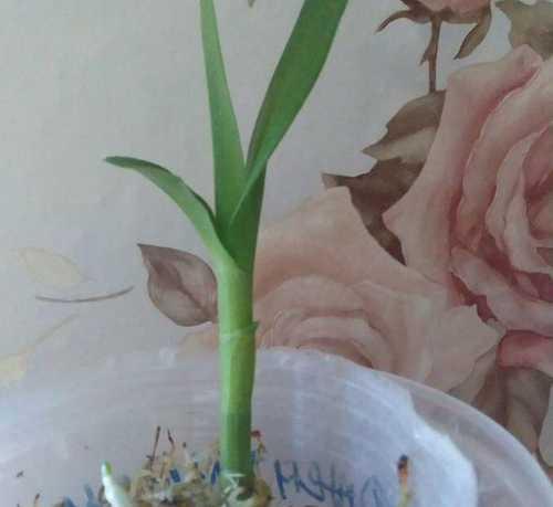 Орхидея дендробиум Нобиле