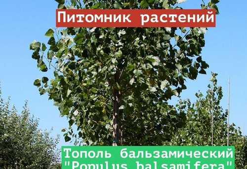 Саженцы Тополь бальзамический Populus balsamifera