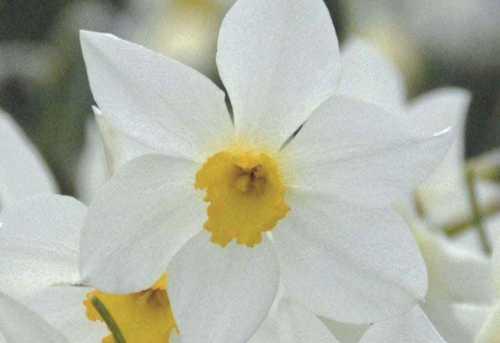 Луковицы белого нарцисса оптом по России