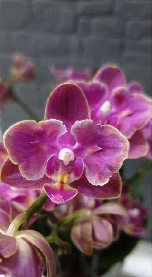 Орхидея бабочка парфюмерная