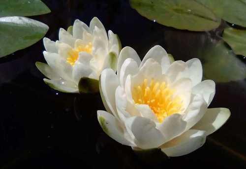 Цветущая Нимфея - водяная лилия