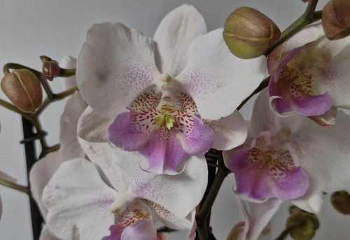Орхидея биглип 2 цветоноса