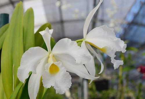 Орхидея. Каттлея. Cattleya Bola