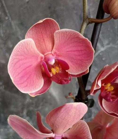 Орхидея фаленопсис Нарбонна (Narbonna)