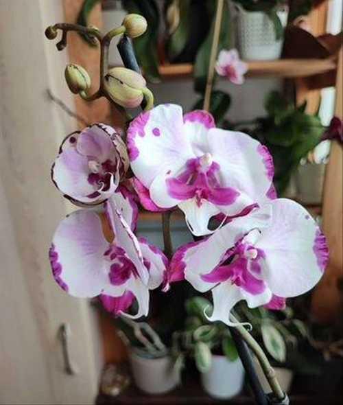 Орхидея фаленопсис биглип Черная молния