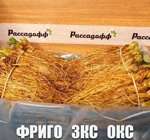 Рассада клубники. Элитные сорта