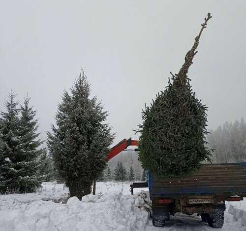 Ель обыкновенная саженцы