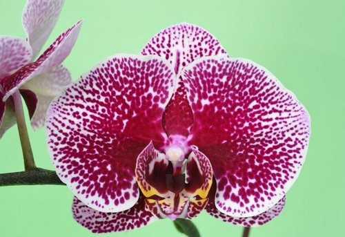 Орхидея Phal. JC61