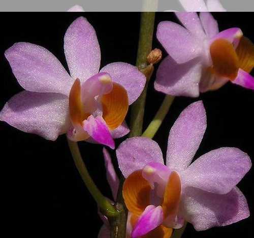 Орхидея Phalaenopsis regnieriana (Doritis)