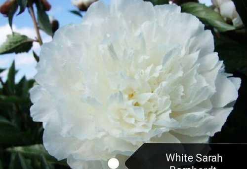 Пион white sarah bernhardt белый