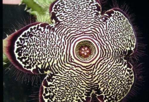 Эдитколея, edithcolea grandis lake baringo