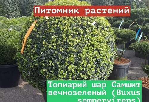 Саженцы Топиарий шар Самшит вечнозеленый (Buxus s