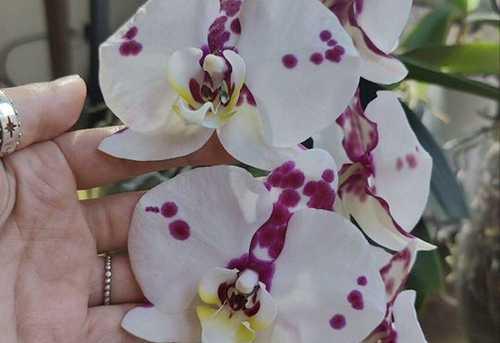 Орхидея сортовая Kellion подросток