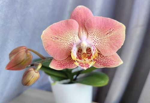 Цветущая орхидея Леко Фантастик