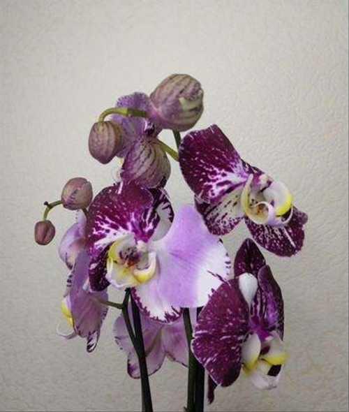 Орхидея мутант Art Nouveau