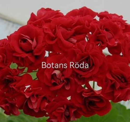 Пеларгония сортовая Botans Roda