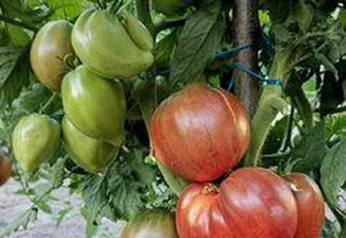 Семена коллекционных томатов гномов наборами