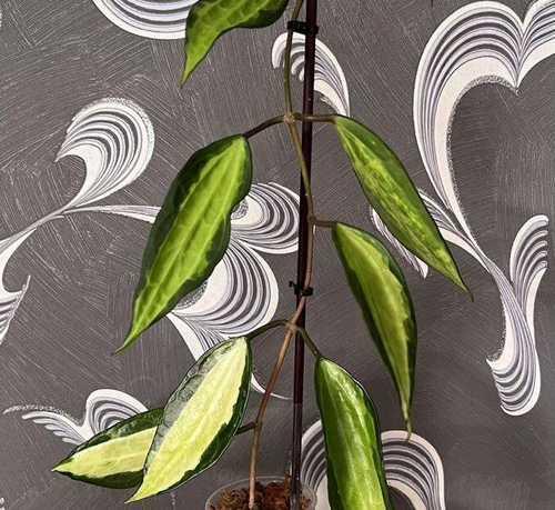 Hoya macrophylla pot of gold/ Макрофила пот офголд