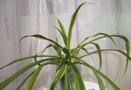 Хлорофитум комнатное растение