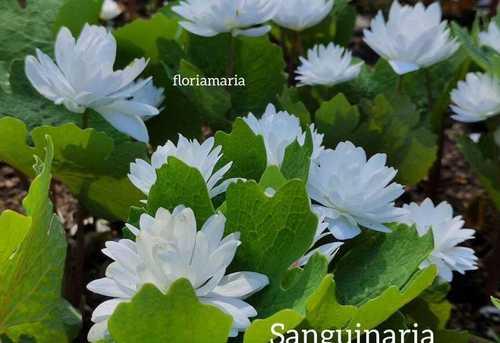 Сангвинария махровая(Sanguinaria 'Plena')