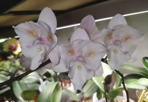 Орхидея фаленопсис Попкорн
