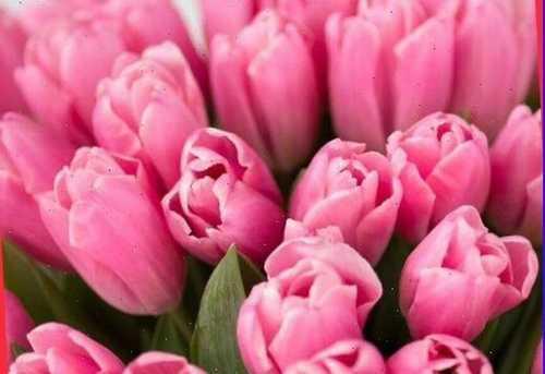 Свежие тюльпаны для любимых дам