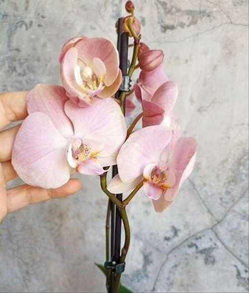Орхидея фаленопсис Рим (Rome)