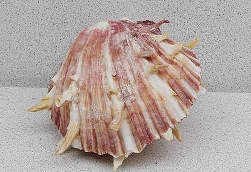 Спондилус 9,6*9,2 морская ракушка раковина
