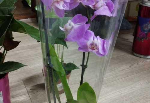 Орхидея фаленопсис, антуриум, азалия, цикломен