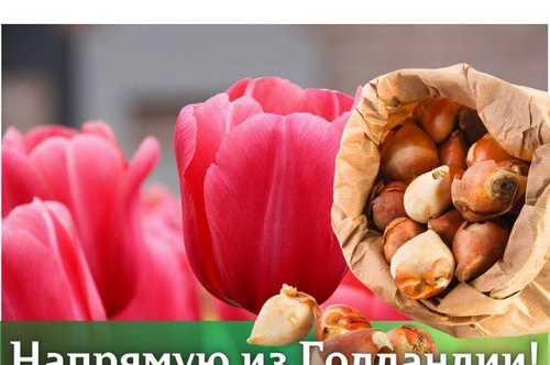 Луковицы тюльпанов оптом