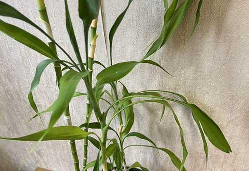 Домашнее растение бамбук