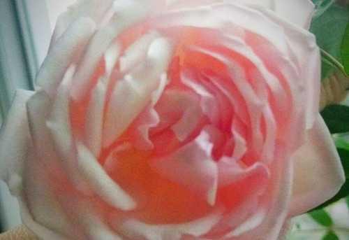 Бенгальская домашняя комнатная роза