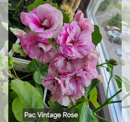 Плющелистная пеларгония Pac Vintage rose