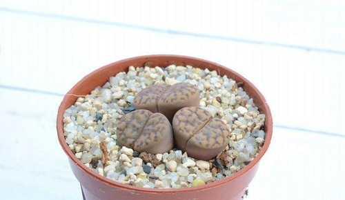 Lithops sp. (Литопс) (SCT28918)