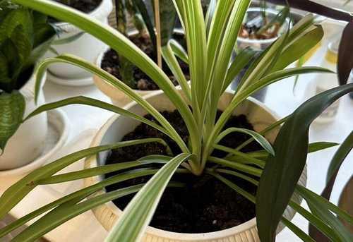 Растение комнатное Хлорофитум