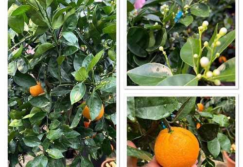 Апельсиновое дерево/Апельсин/Цитрус