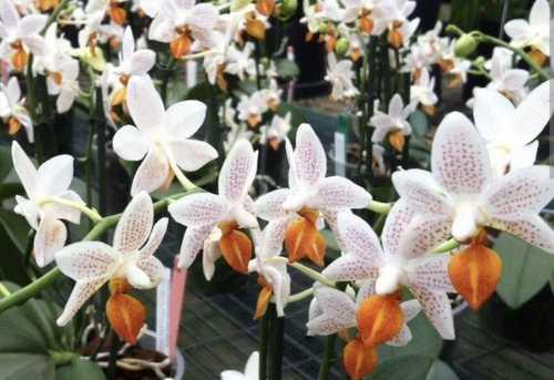 Орхидея MiniMark