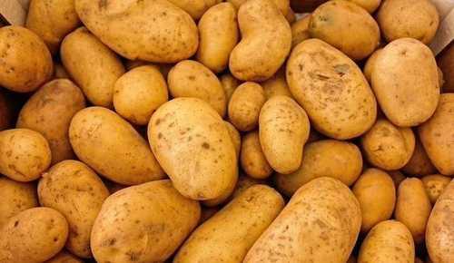 Посадочный материал семена картофеля