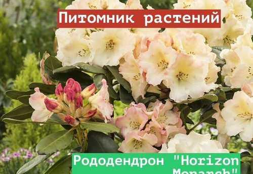 Саженцы Рододендрон Horizon Monarch