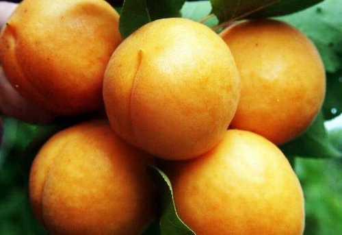 Саженцы абрикоса Карликовый для сада и дачи