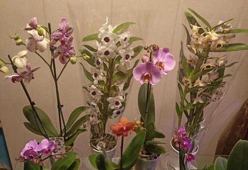 Редкие орхидеи на Подарки Сортовые