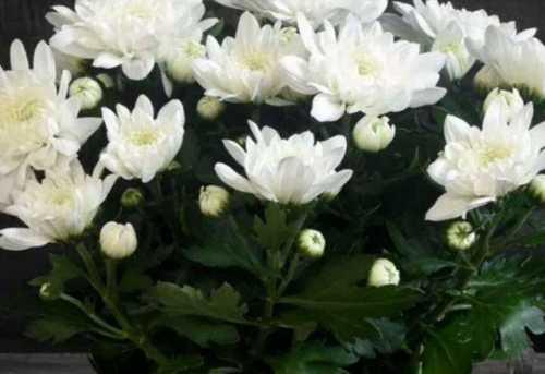 Хризантема белая кустовая (многолетнее растение)