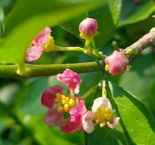 Malpigia glabra (барбадосская вишня)