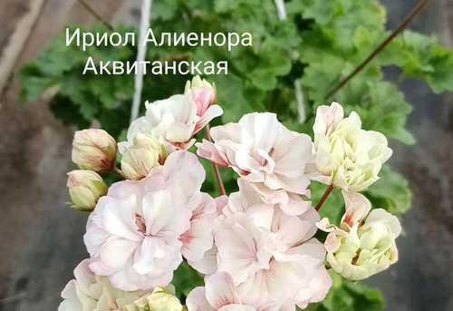 Пеларгония Ириол Алиенора Аквитанская купить, отзывы, фото, доставка - sp-garden