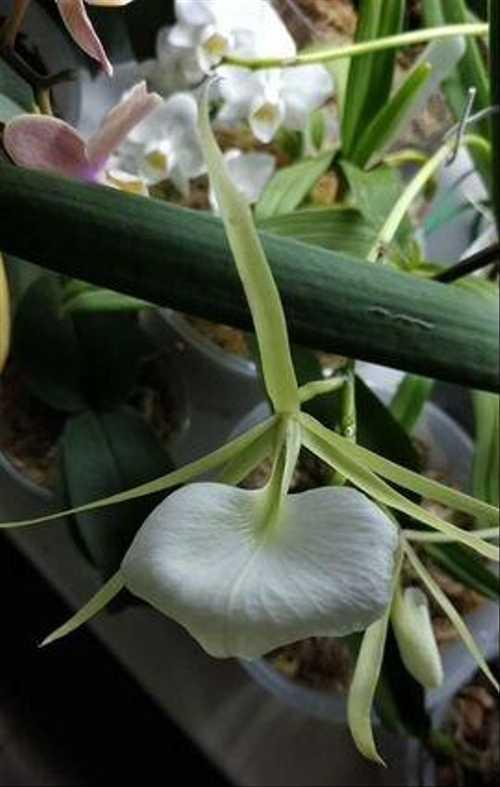 Орхидея brassovola nodosa